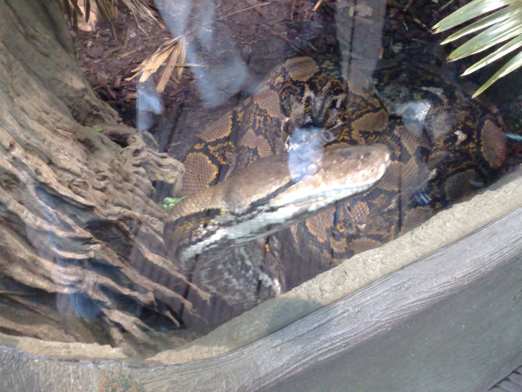 Chester Zoo's Giant Reticulated Python...... | Reptile Forums